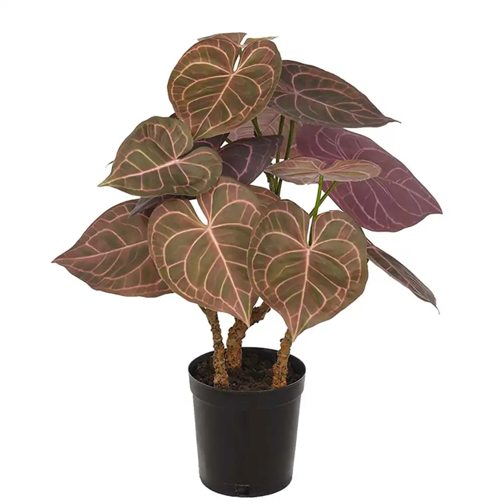 Mr Plant Anthurium Potted plant 60 cm | Buy from Hulténs