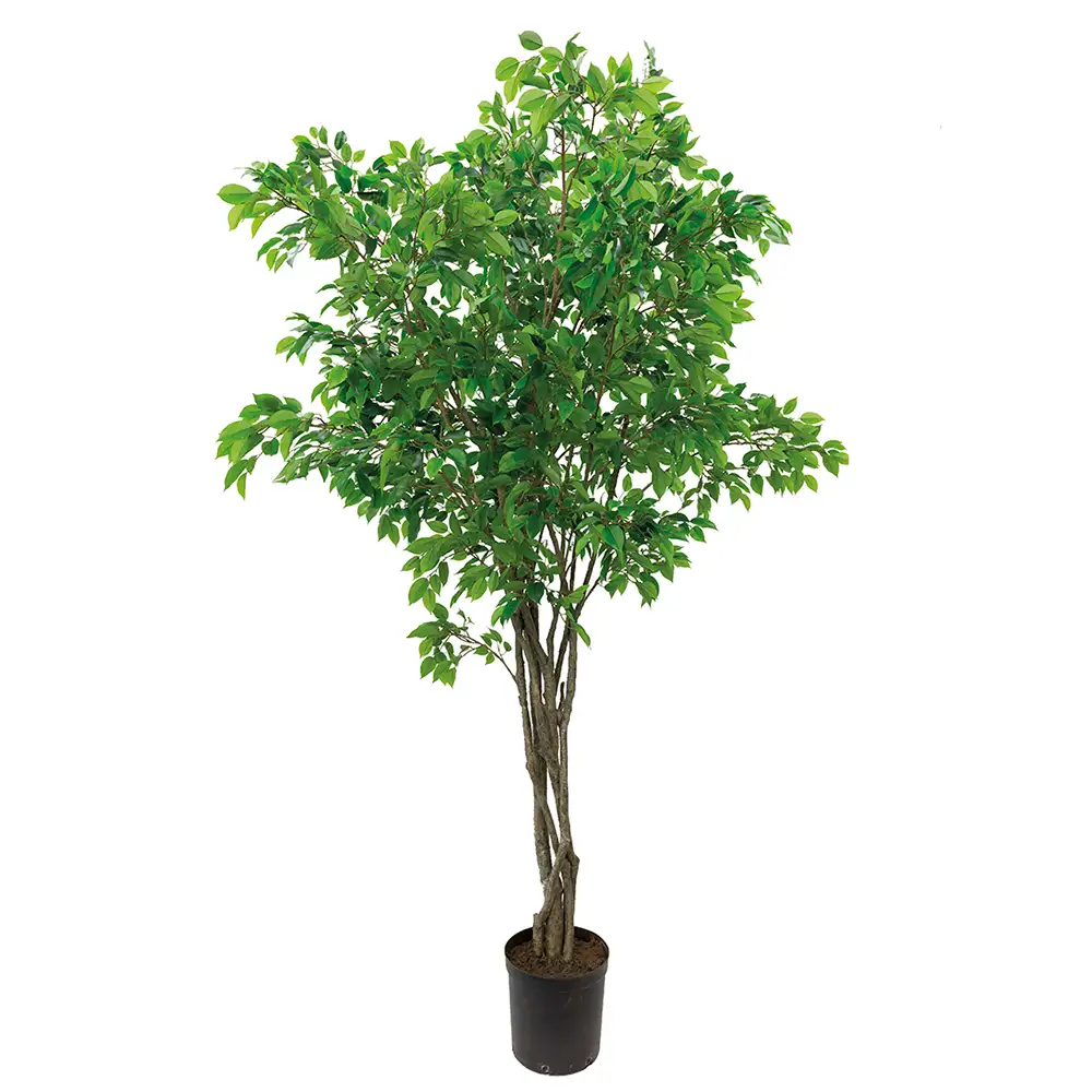 Mr Plant Fig Benjamin tree 300 cm | Buy from Hulténs